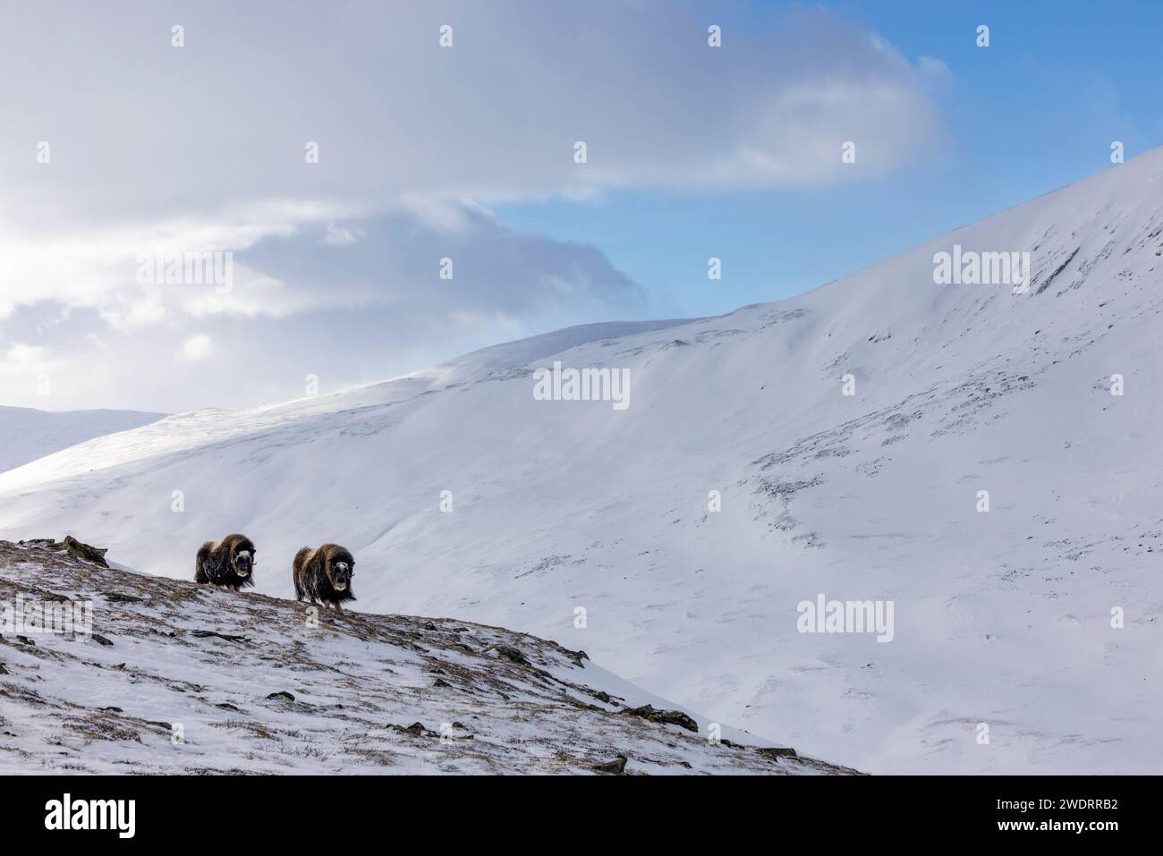 Blue ox stand hi-res stock photography and images - Alamy