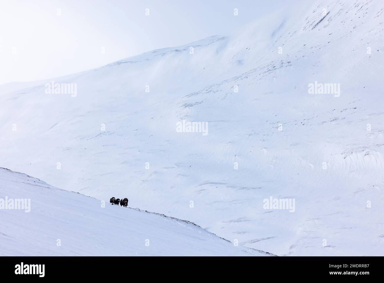 three of musk oxen in winter Stock Photo - Alamy