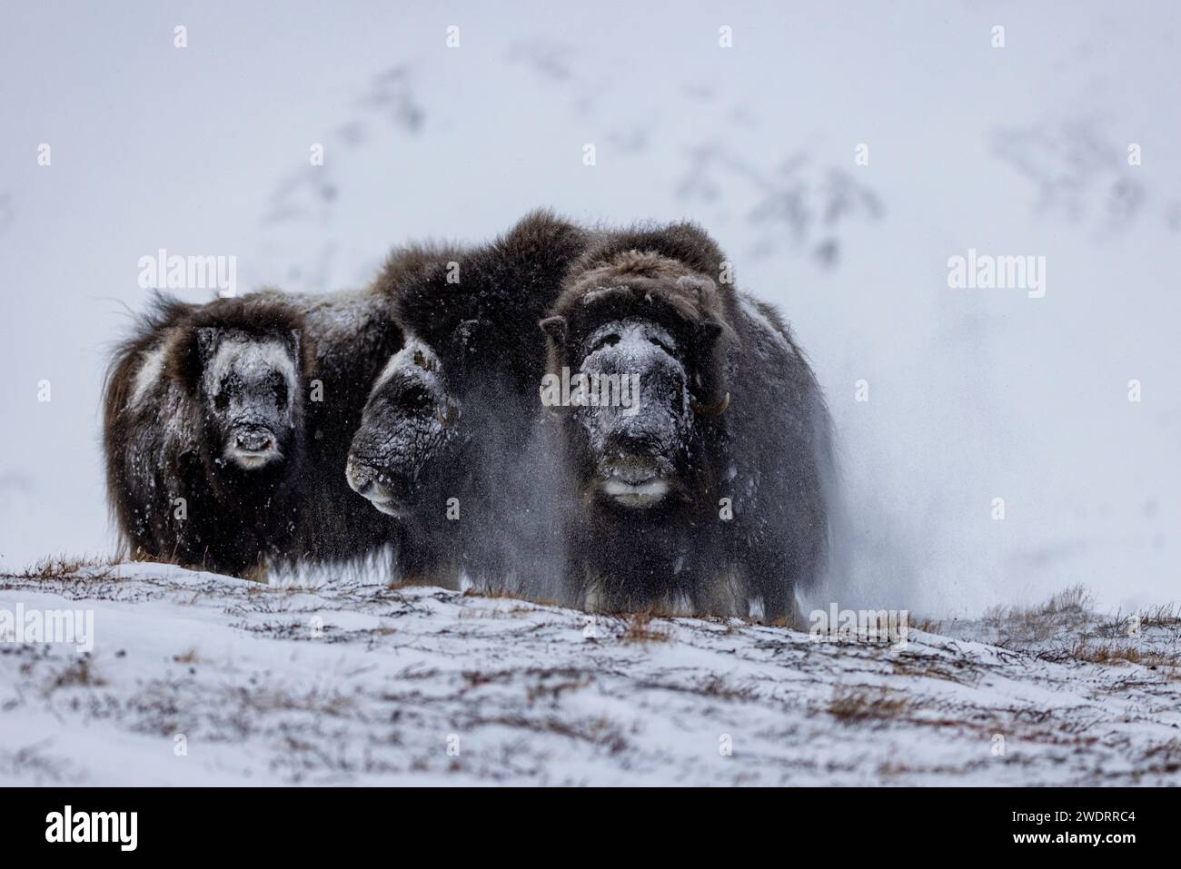 a group of musk oxen get rid of their snow Stock Photo - Alamy