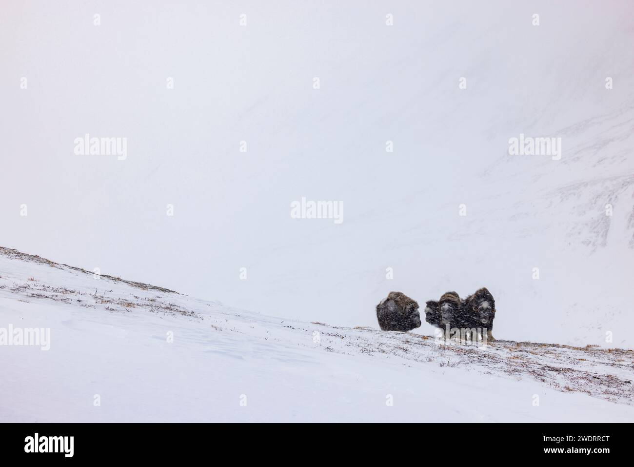 Musk ox snow storm hi-res stock photography and images - Alamy