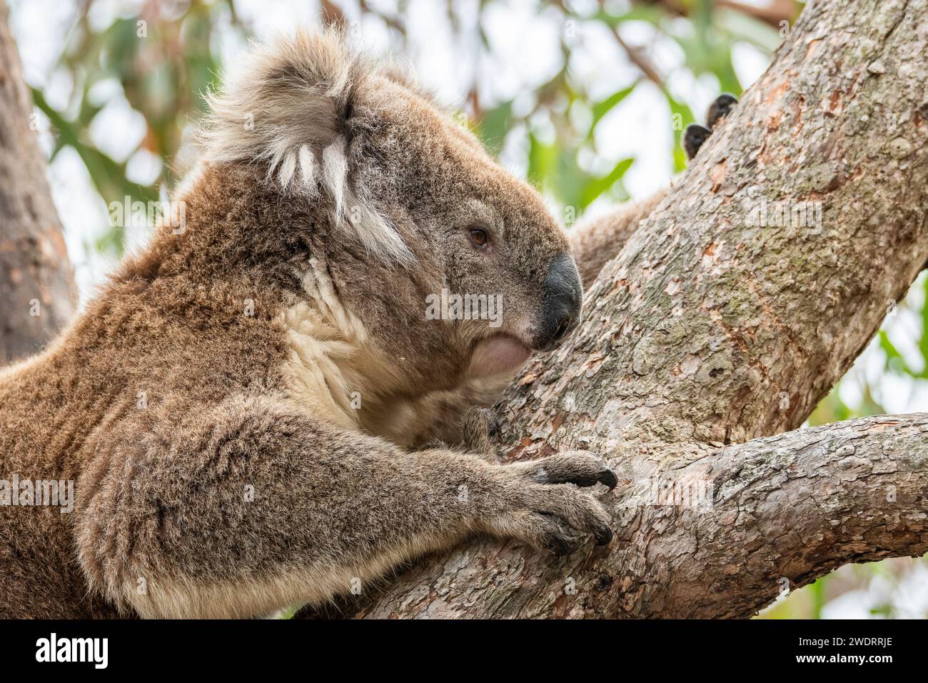 The koala (Phascolarctos cinereus), sometimes called the koala bear, is ...