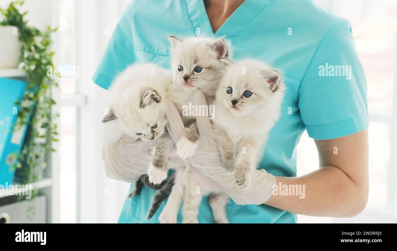 Adored Three White Kittens In The Hands Of A Veterinarian At A Vet ...