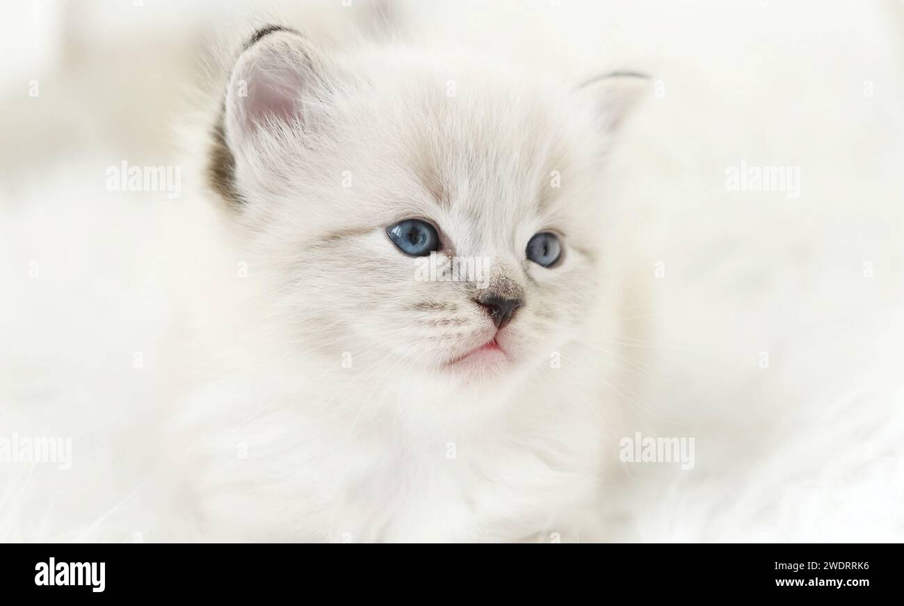 Muzzle Of Nice Small Ragdoll Kitten With Blue Eyes Sparkles With ...
