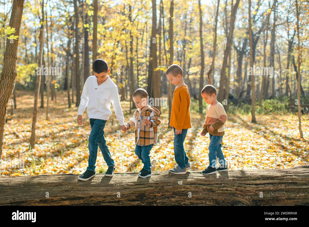 Brothers walking across log together in forest with fall foliage Stock ...