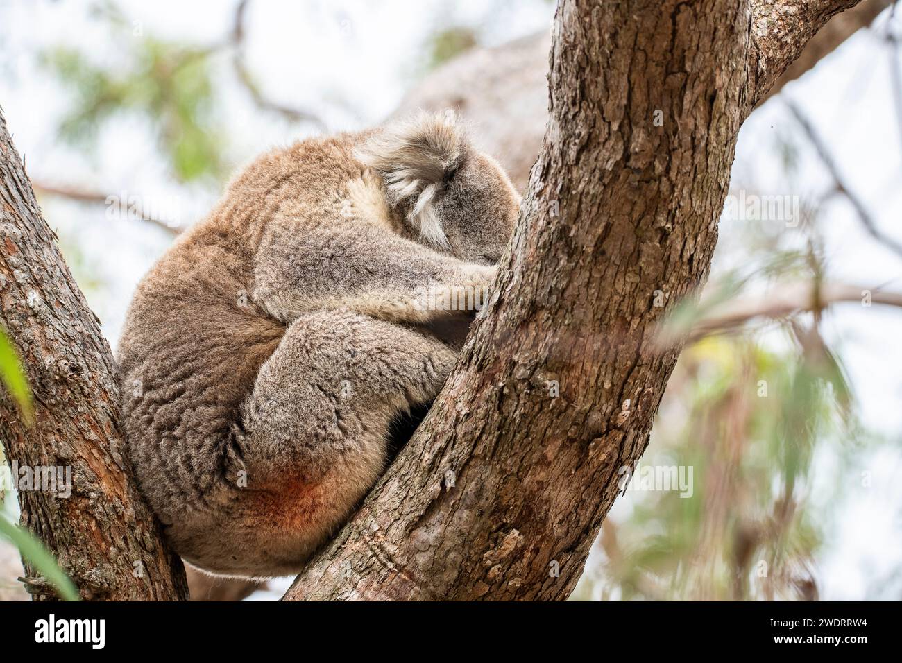 The koala (Phascolarctos cinereus), sometimes called the koala bear, is ...