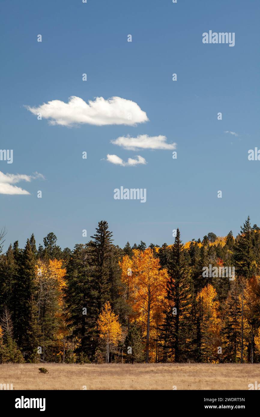 Trees changing colors with season vertical Stock Photo - Alamy