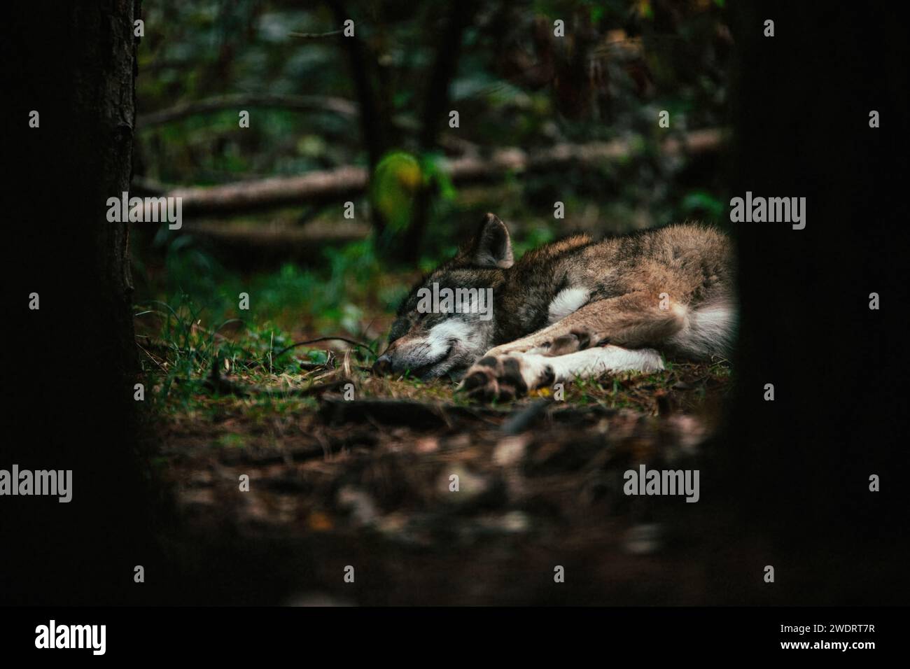 Sleeping wolf hi-res stock photography and images - Alamy