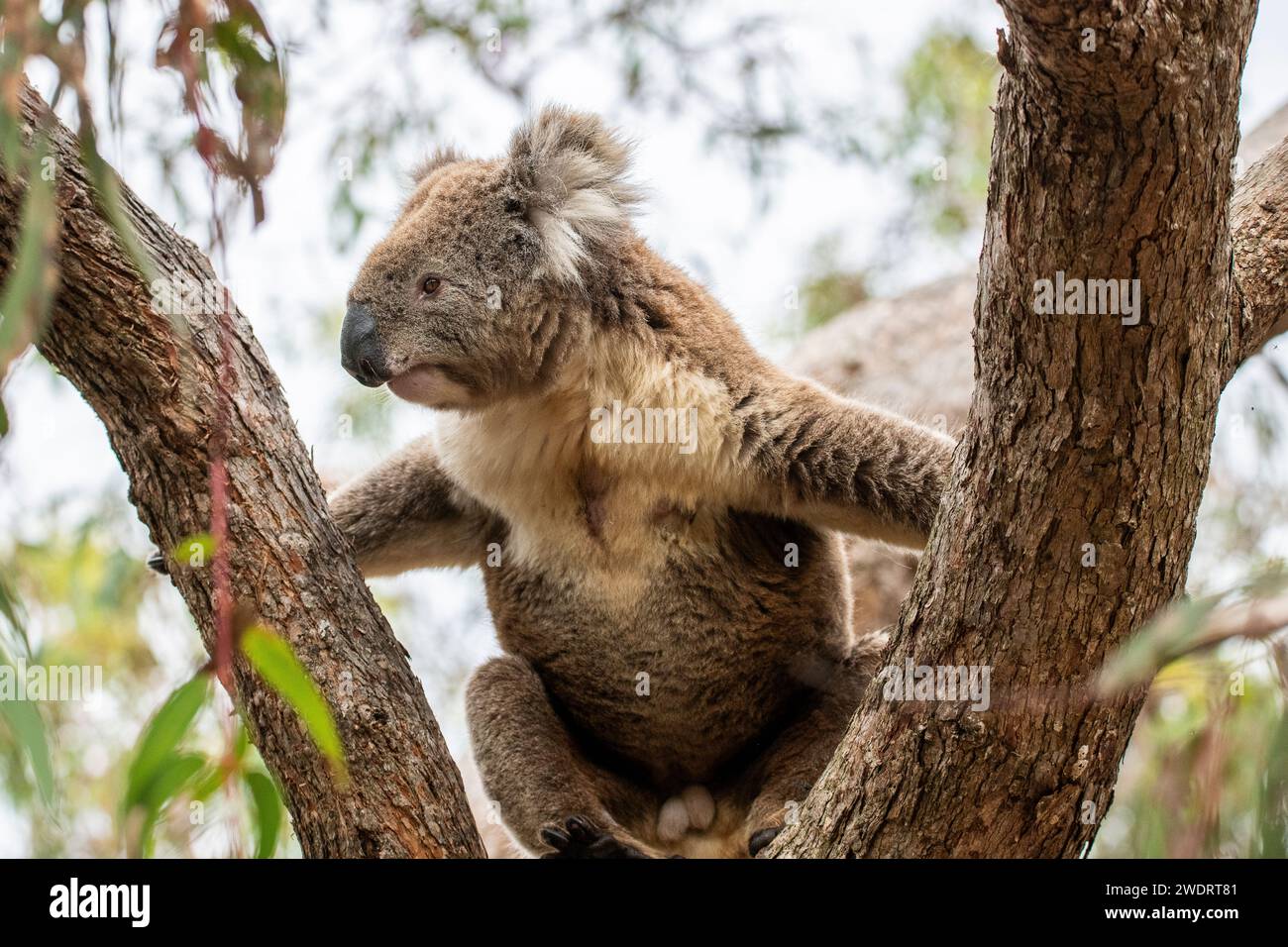 The koala (Phascolarctos cinereus), sometimes called the koala bear, is ...