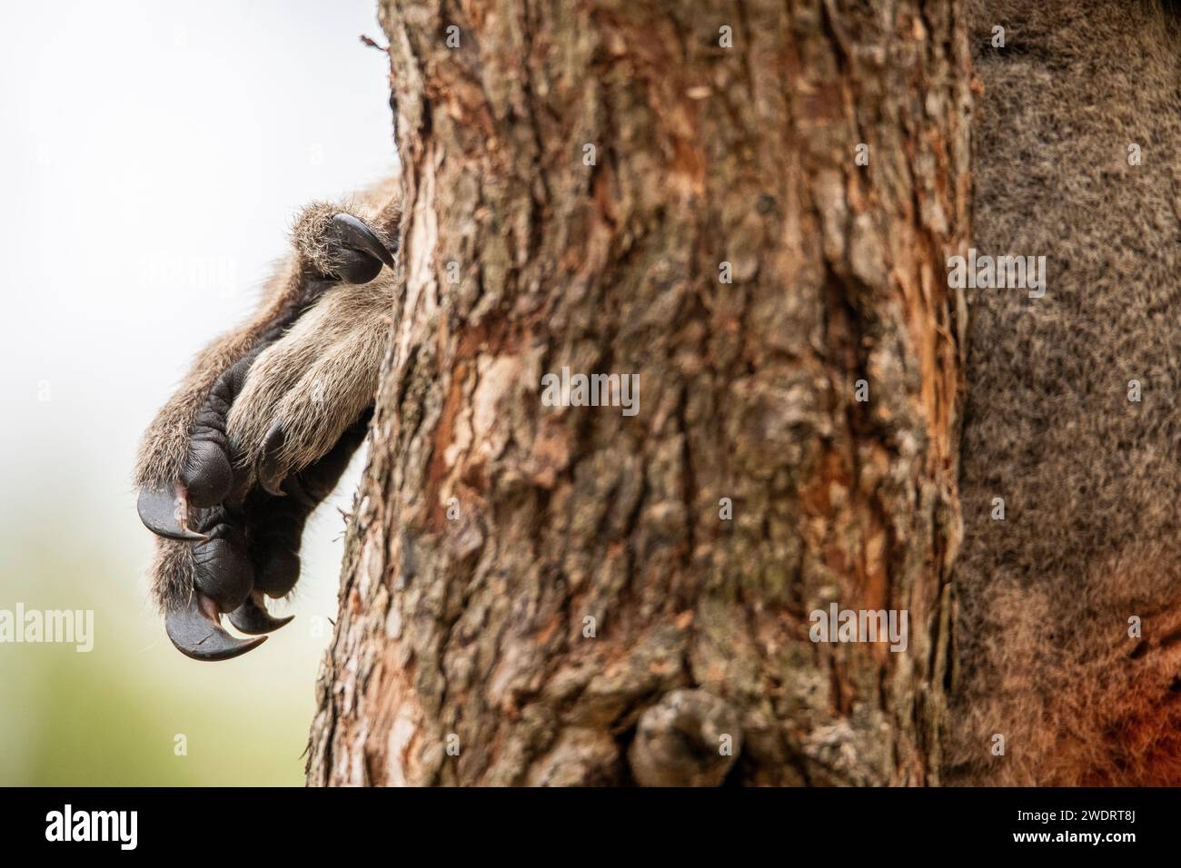 The koala (Phascolarctos cinereus), sometimes called the koala bear, is ...