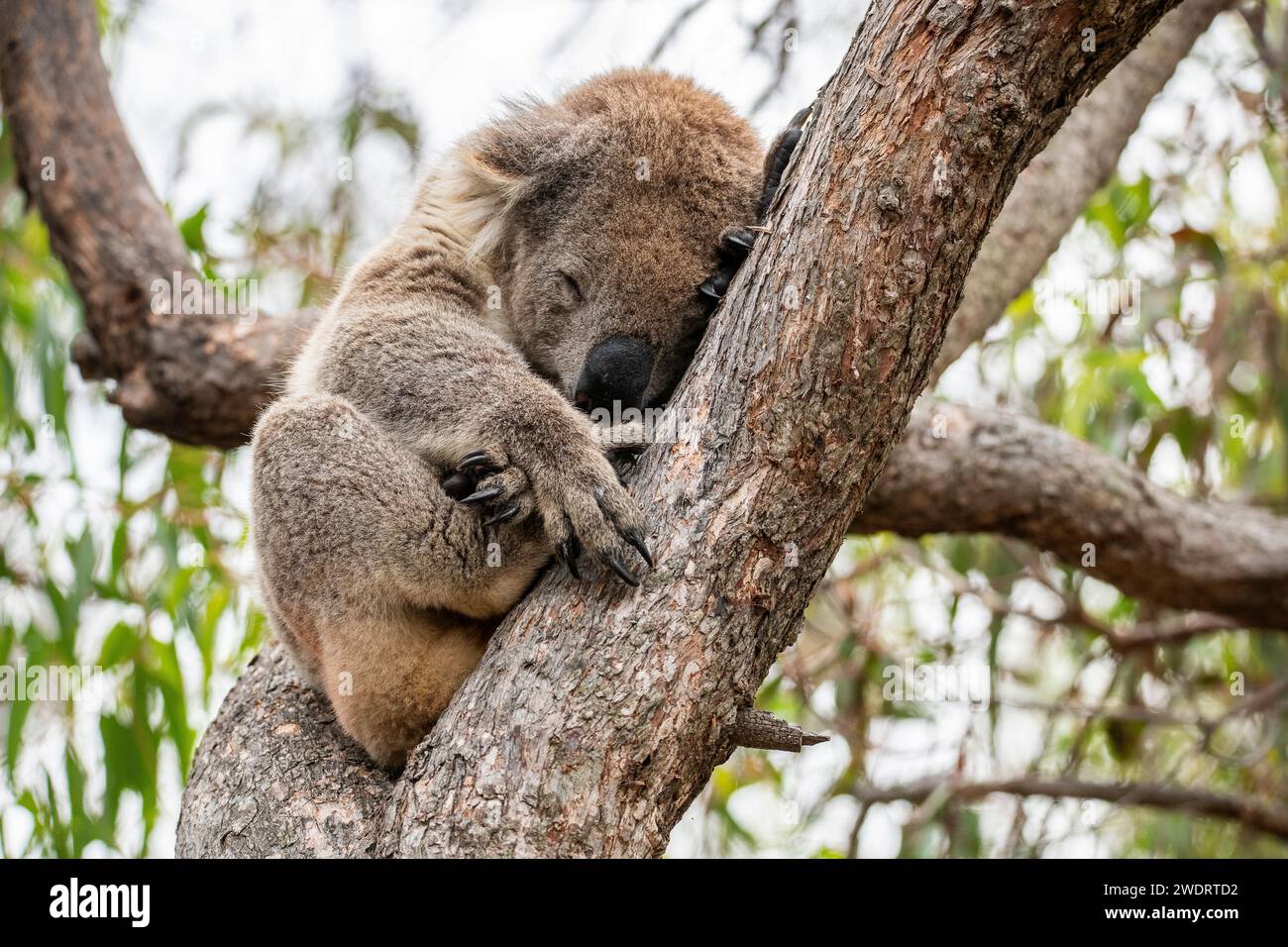 The koala (Phascolarctos cinereus), sometimes called the koala bear, is ...