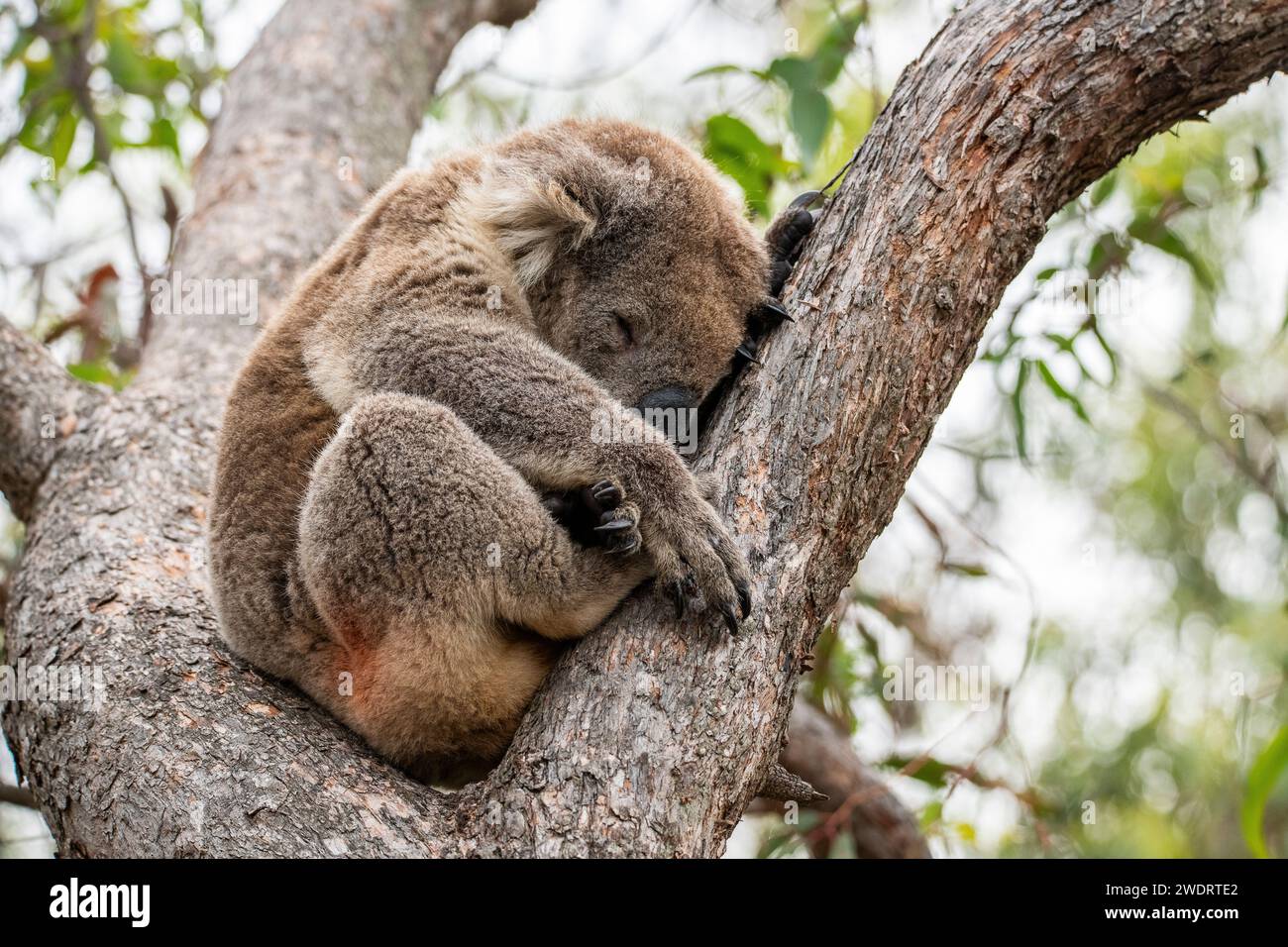 The koala (Phascolarctos cinereus), sometimes called the koala bear, is ...