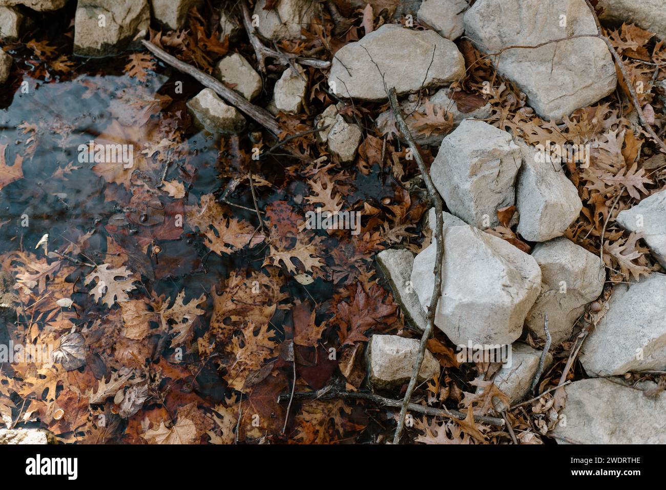 Rocks, sticks and fallen leaves floating in a creek Stock Photo - Alamy