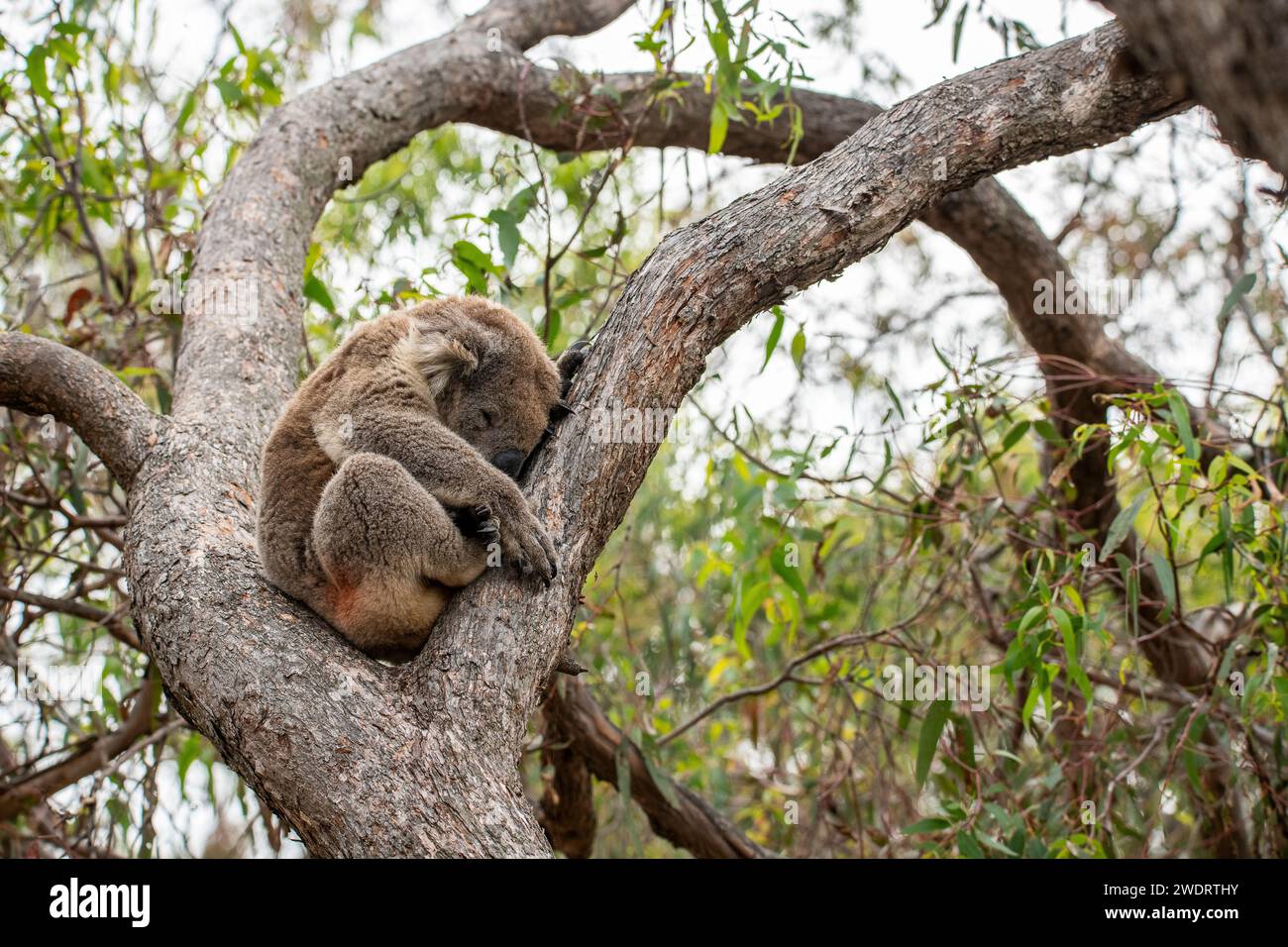 The koala (Phascolarctos cinereus), sometimes called the koala bear, is ...