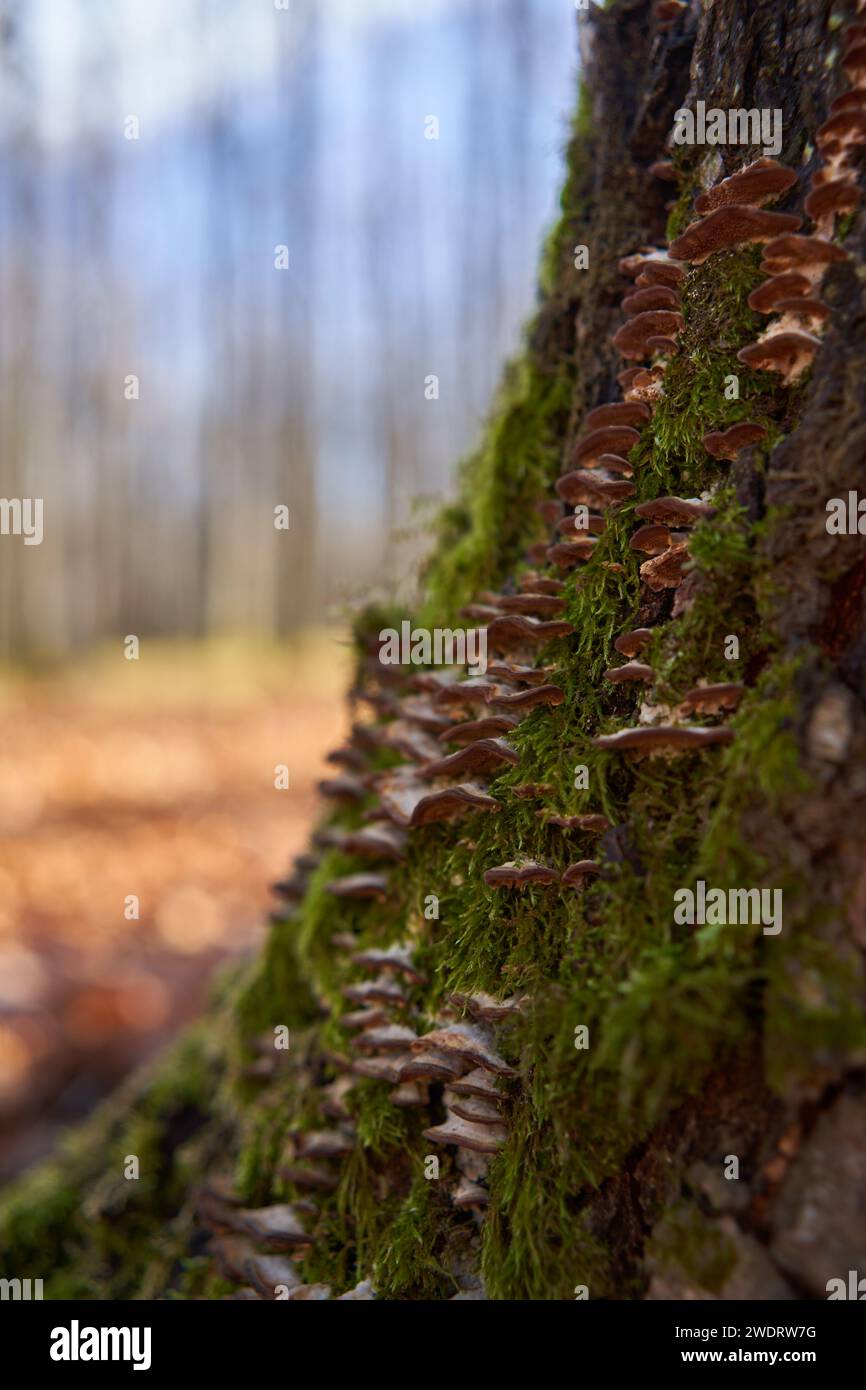Fungal growth on oak tree hi-res stock photography and images - Alamy