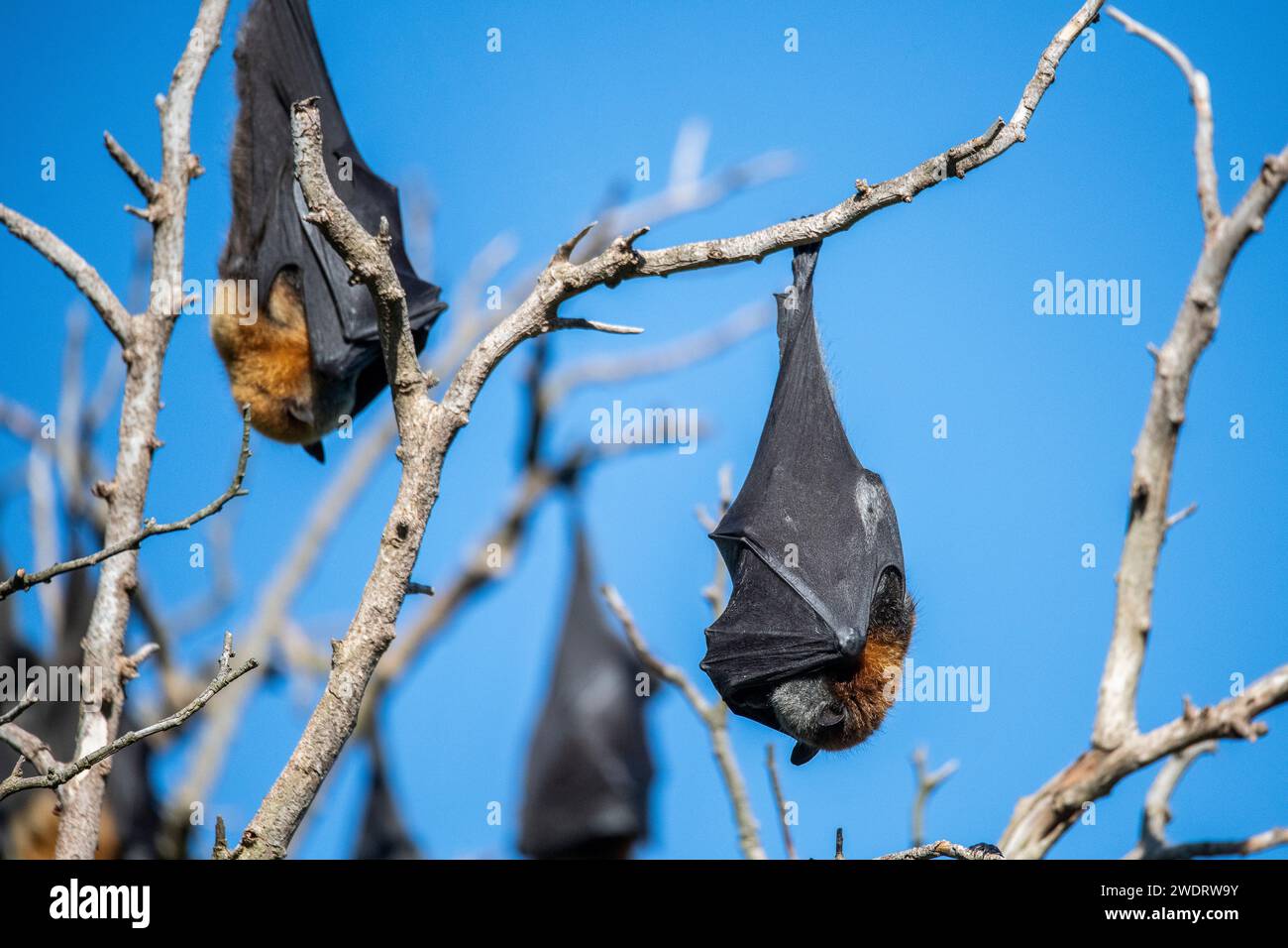 The grey-headed flying fox (Pteropus poliocephalus) is a megabat and ...