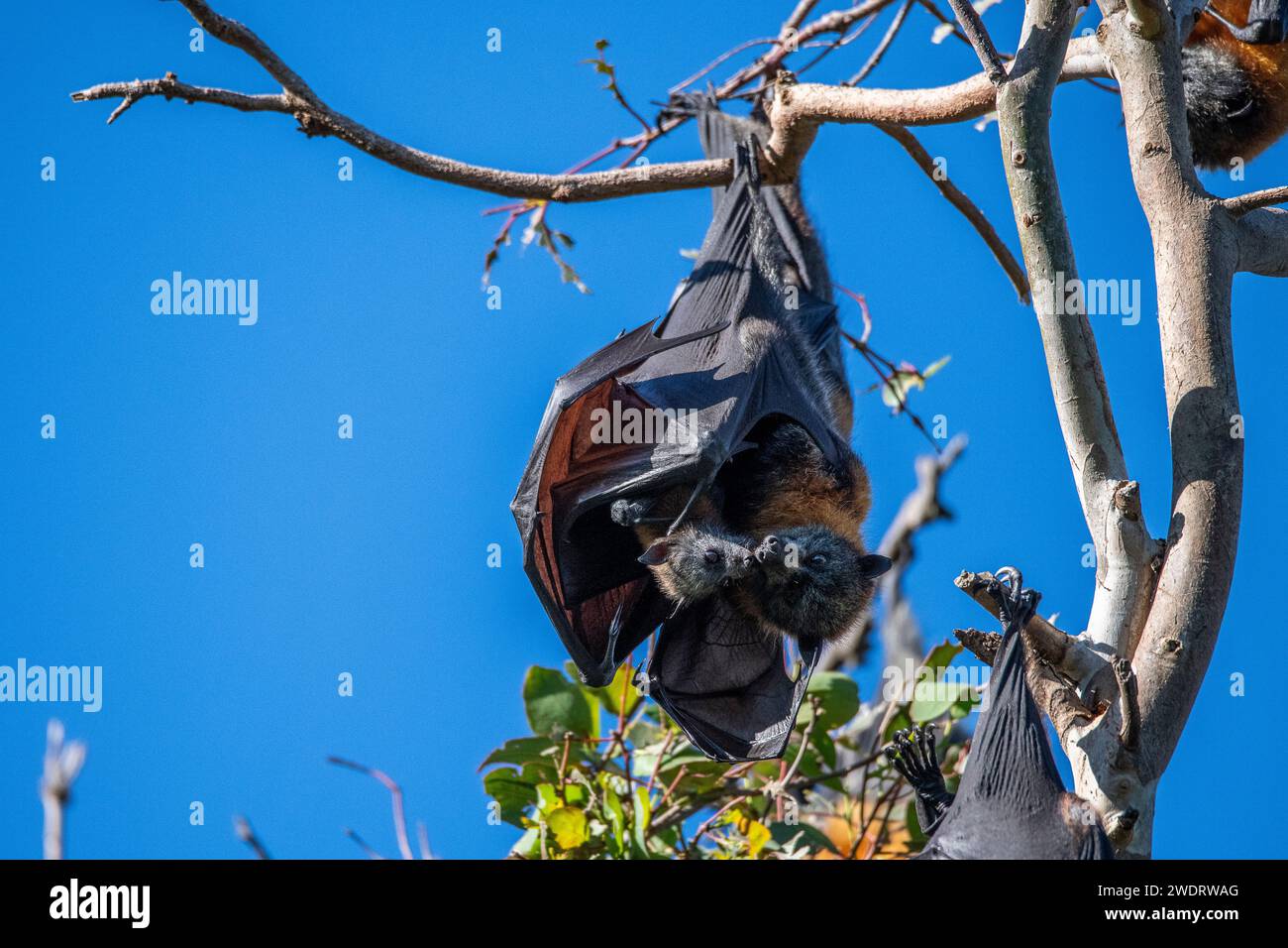 The grey-headed flying fox (Pteropus poliocephalus) is a megabat and ...