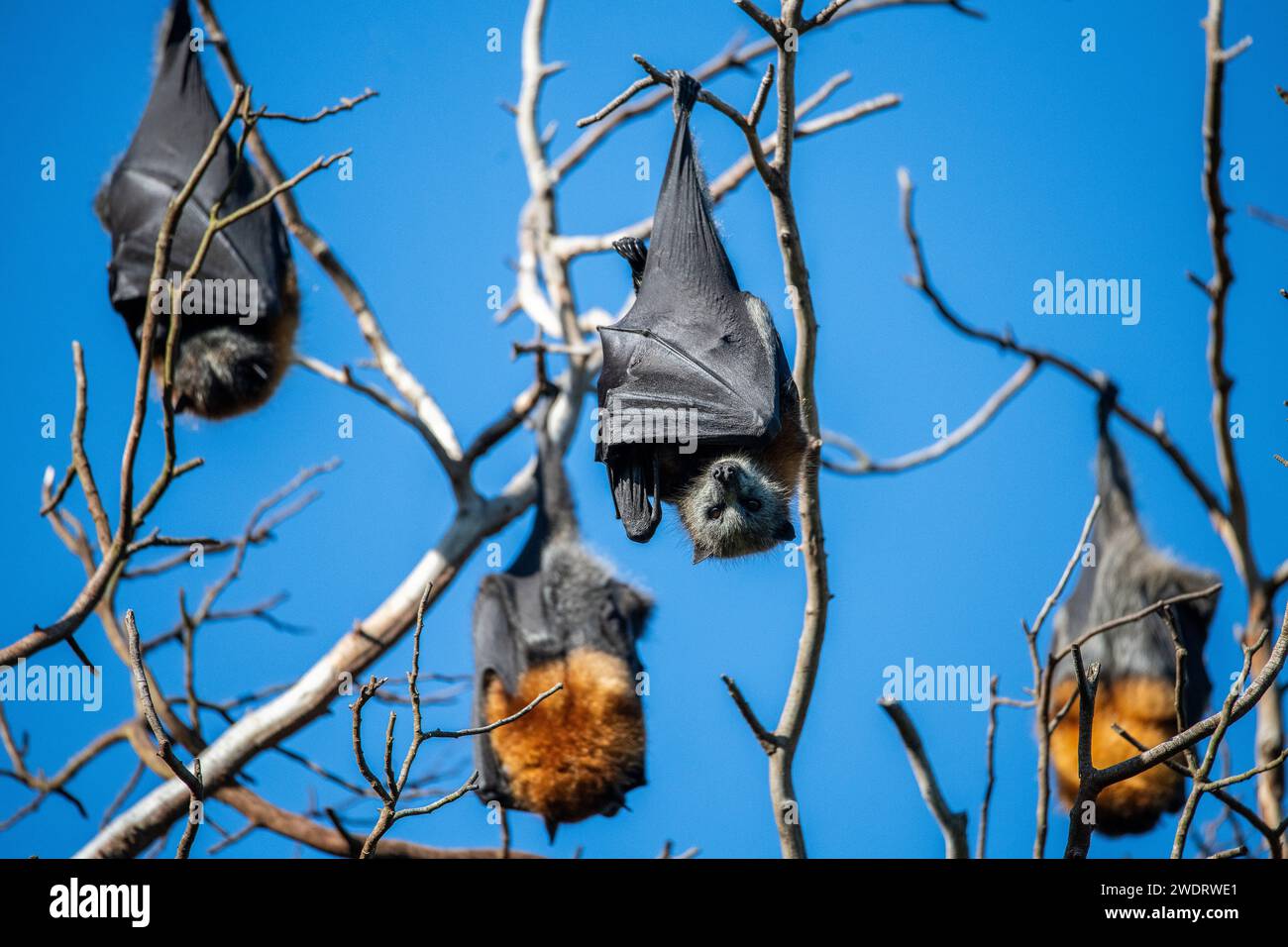 The Grey Headed Flying Fox Pteropus Poliocephalus Is A Megabat And The Largest Bat Of