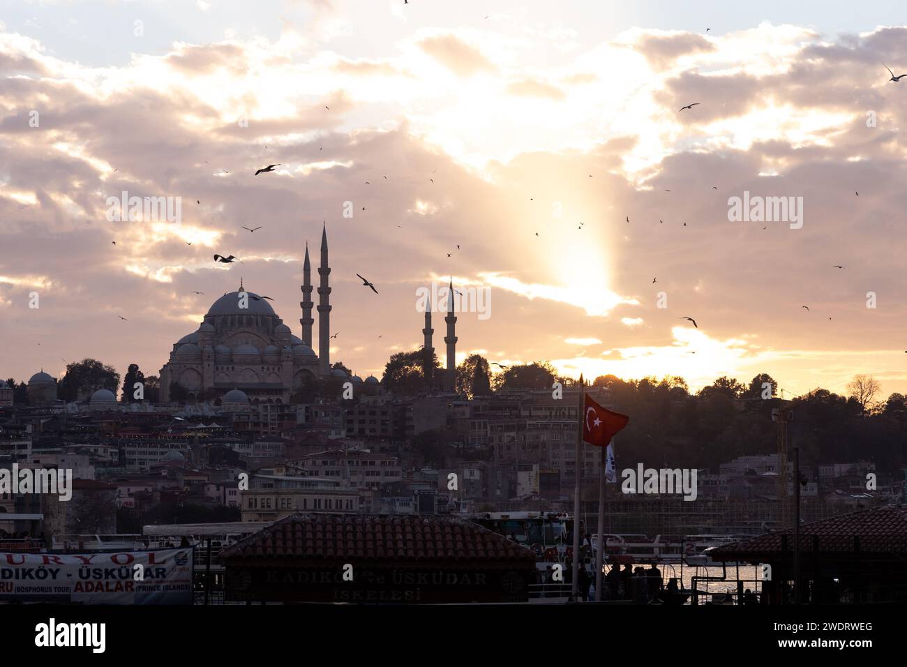 Istanbul birds hi-res stock photography and images - Alamy