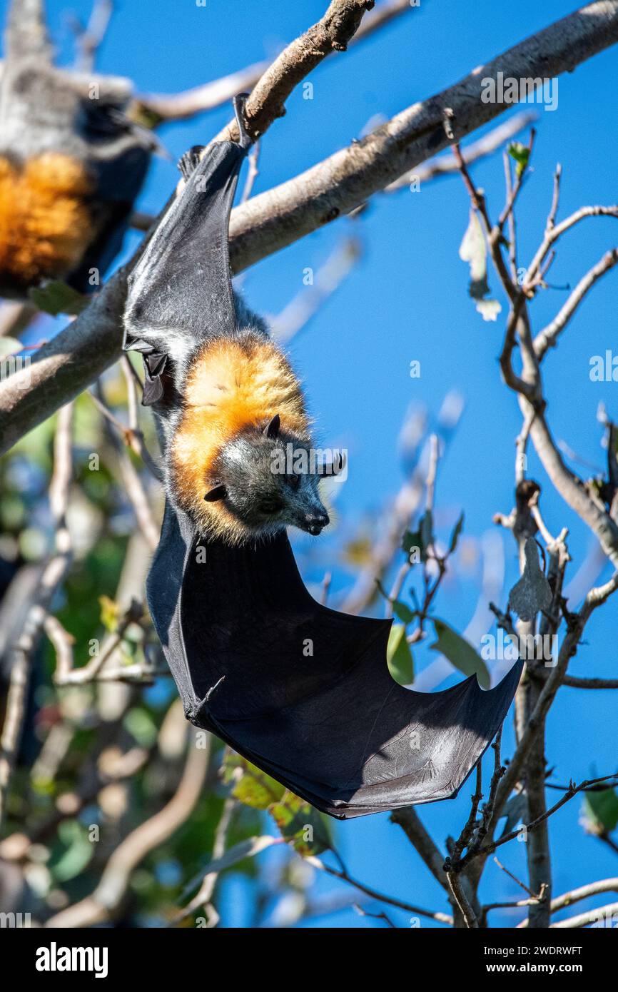 The Grey Headed Flying Fox Pteropus Poliocephalus Is A Megabat And The Largest Bat Of