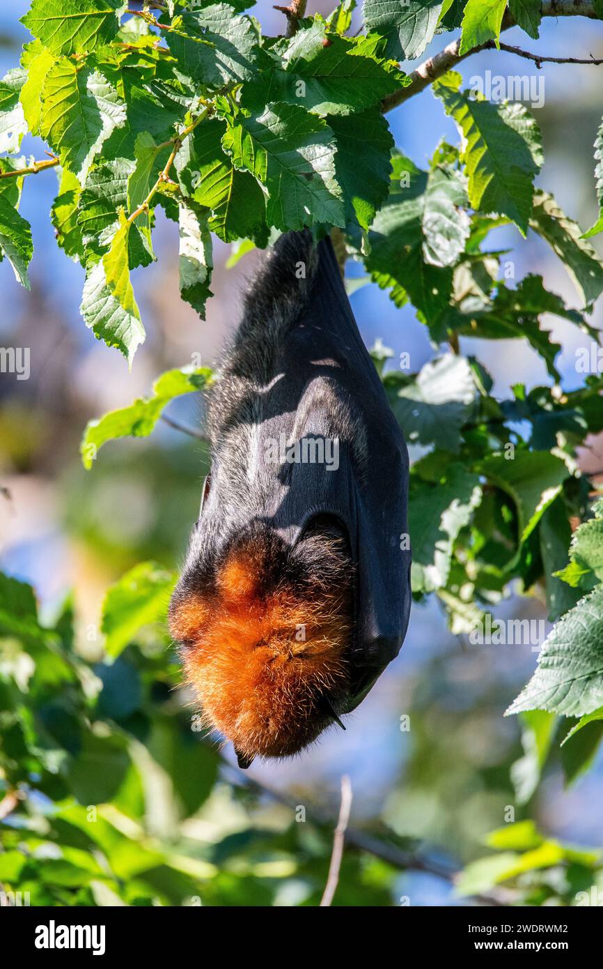 The grey-headed flying fox (Pteropus poliocephalus) is a megabat and ...