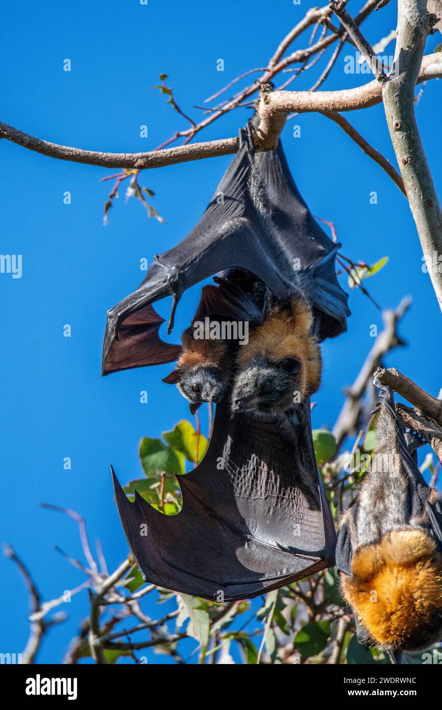 The Grey Headed Flying Fox Pteropus Poliocephalus Is A Megabat And The Largest Bat Of