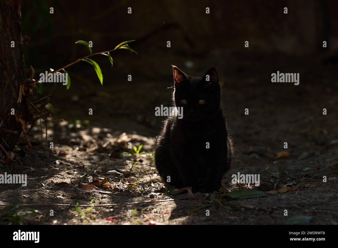 A black little kitten in a dark place enjoys the rays of the aut Stock ...