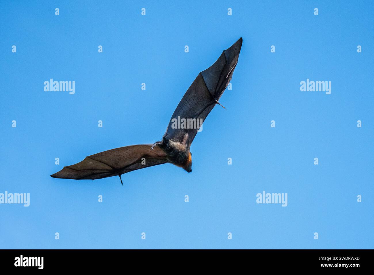 The grey-headed flying fox (Pteropus poliocephalus) is a megabat and ...