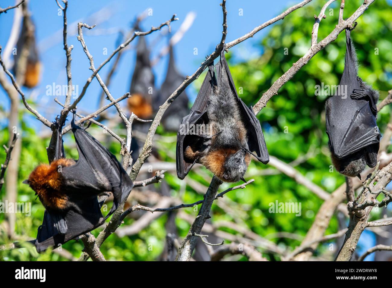 The Grey Headed Flying Fox Pteropus Poliocephalus Is A Megabat And The Largest Bat Of