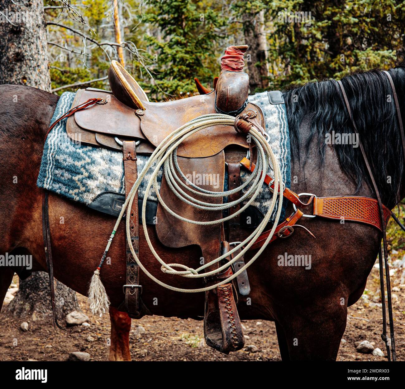 Cowboy's Tack on ready to Rope and Ride Stock Photo - Alamy