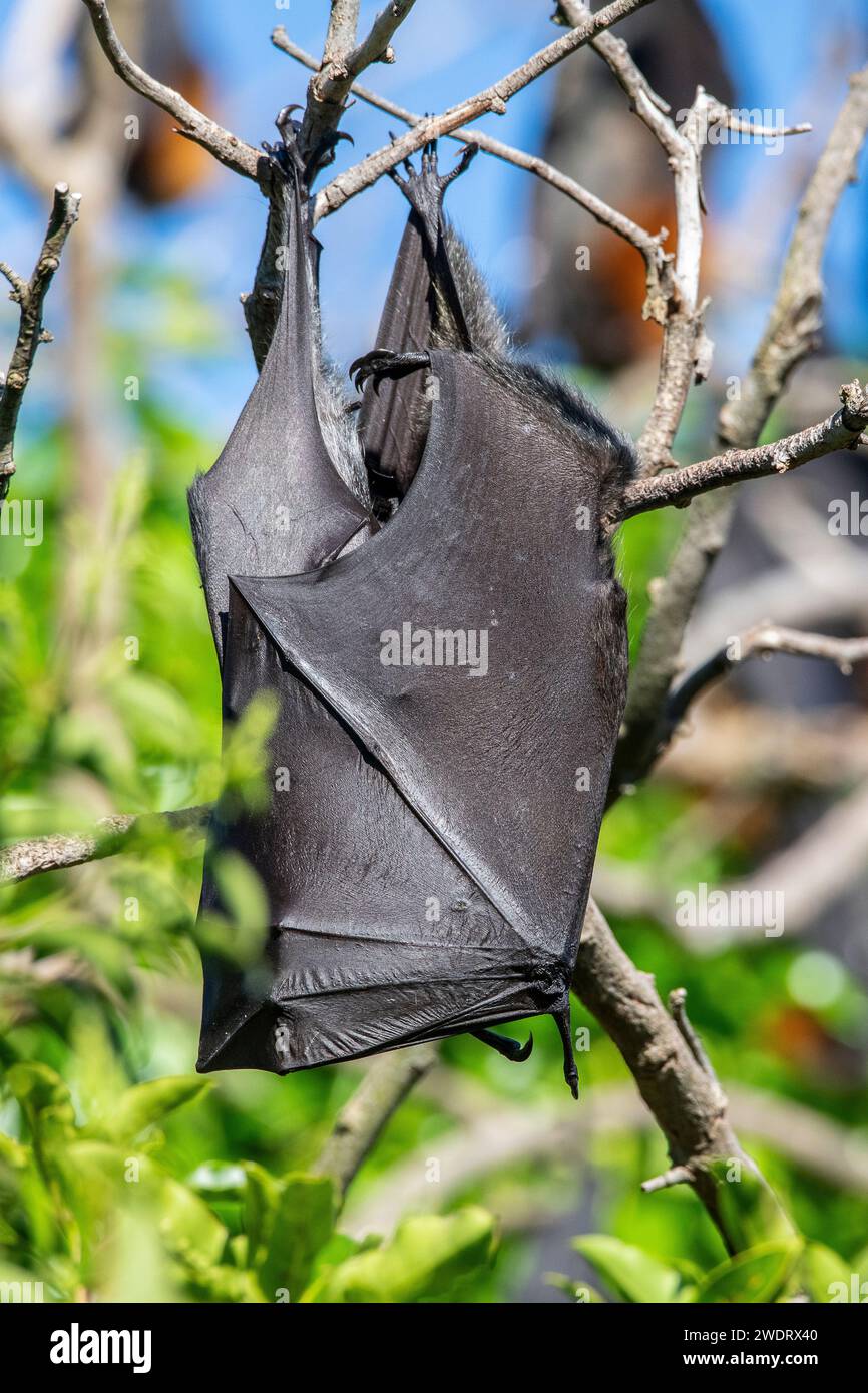 The Grey Headed Flying Fox Pteropus Poliocephalus Is A Megabat And The Largest Bat Of