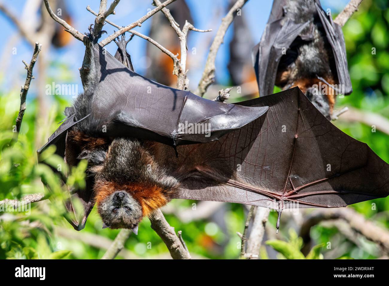 The Grey Headed Flying Fox Pteropus Poliocephalus Is A Megabat And The Largest Bat Of