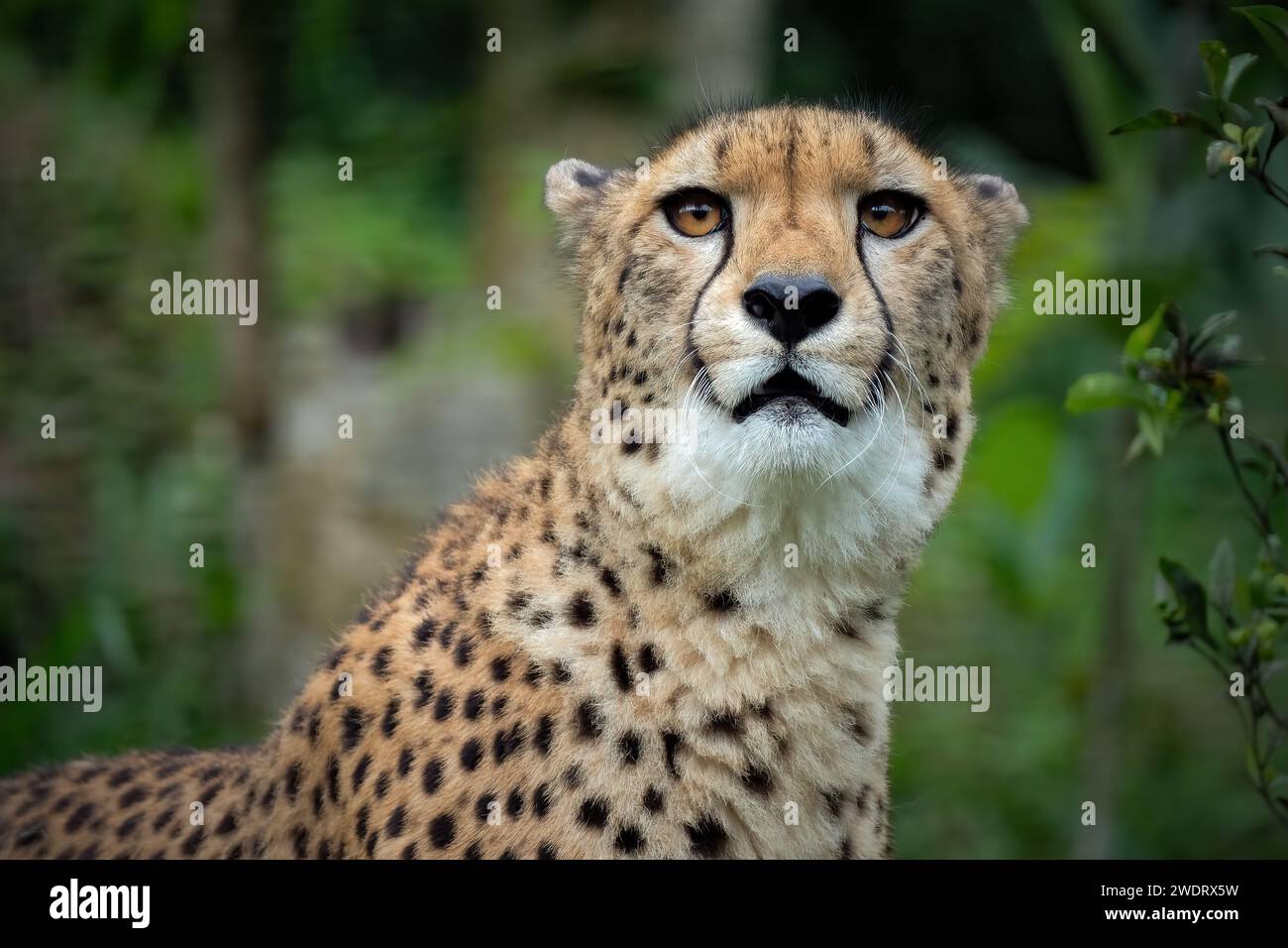 Cheetahs cat feline fast fastest spotted carnivore animals hi-res stock ...