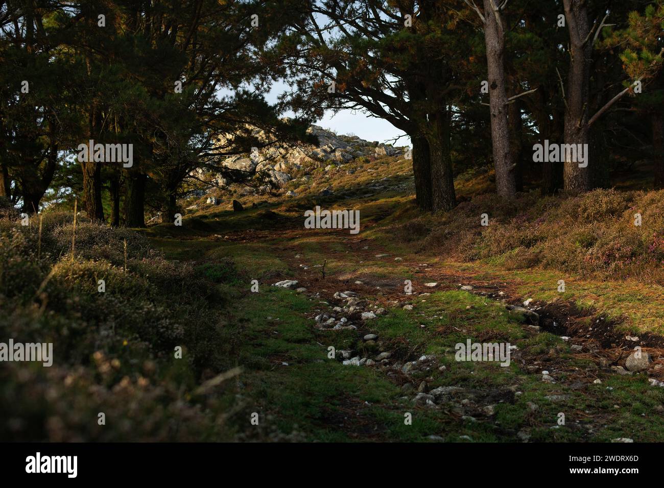 Serene Forest Path at Sunset with Pine Trees Stock Photo - Alamy