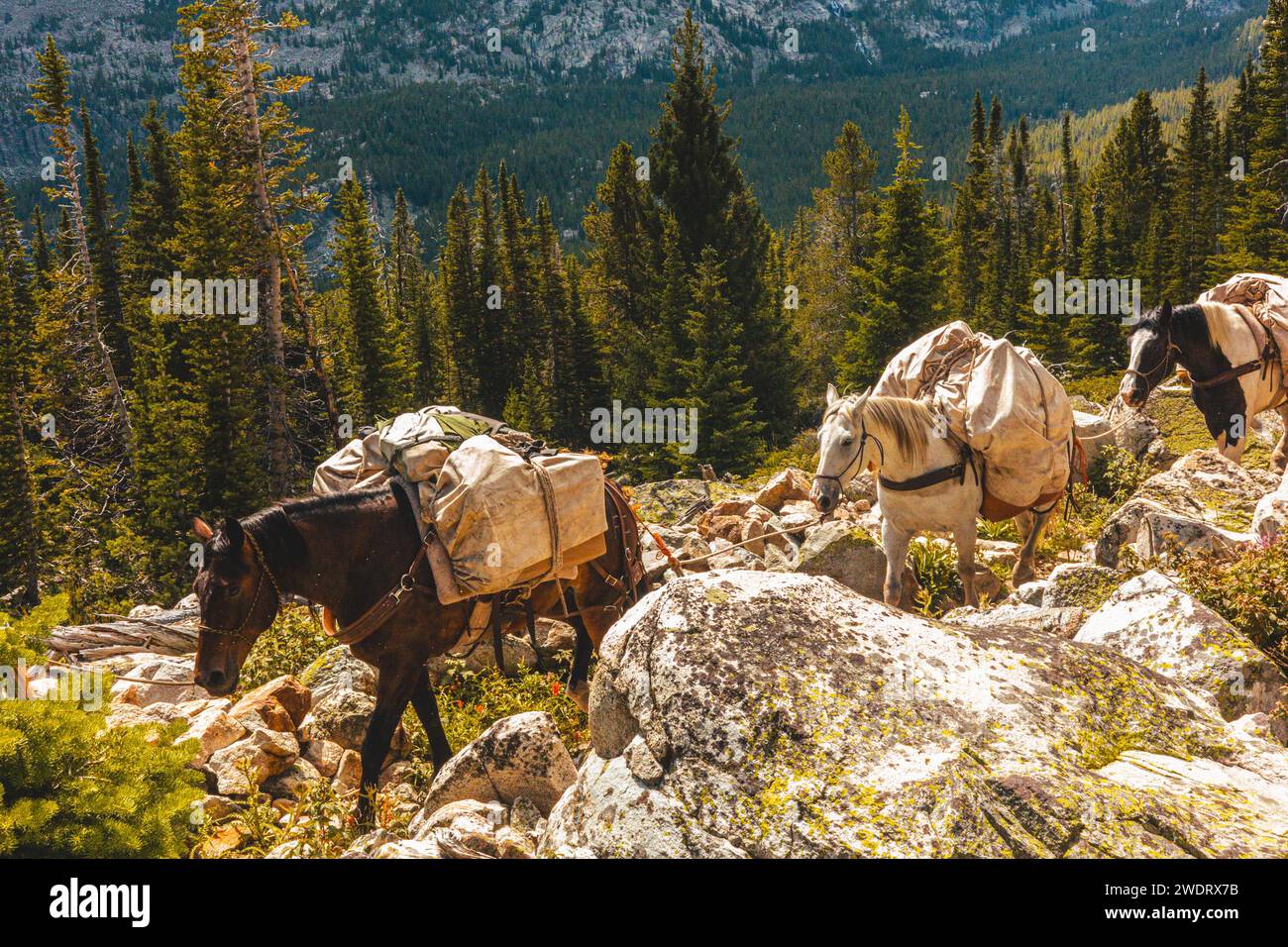 Pack horses climbing mountains in Wyoming Stock Photo - Alamy