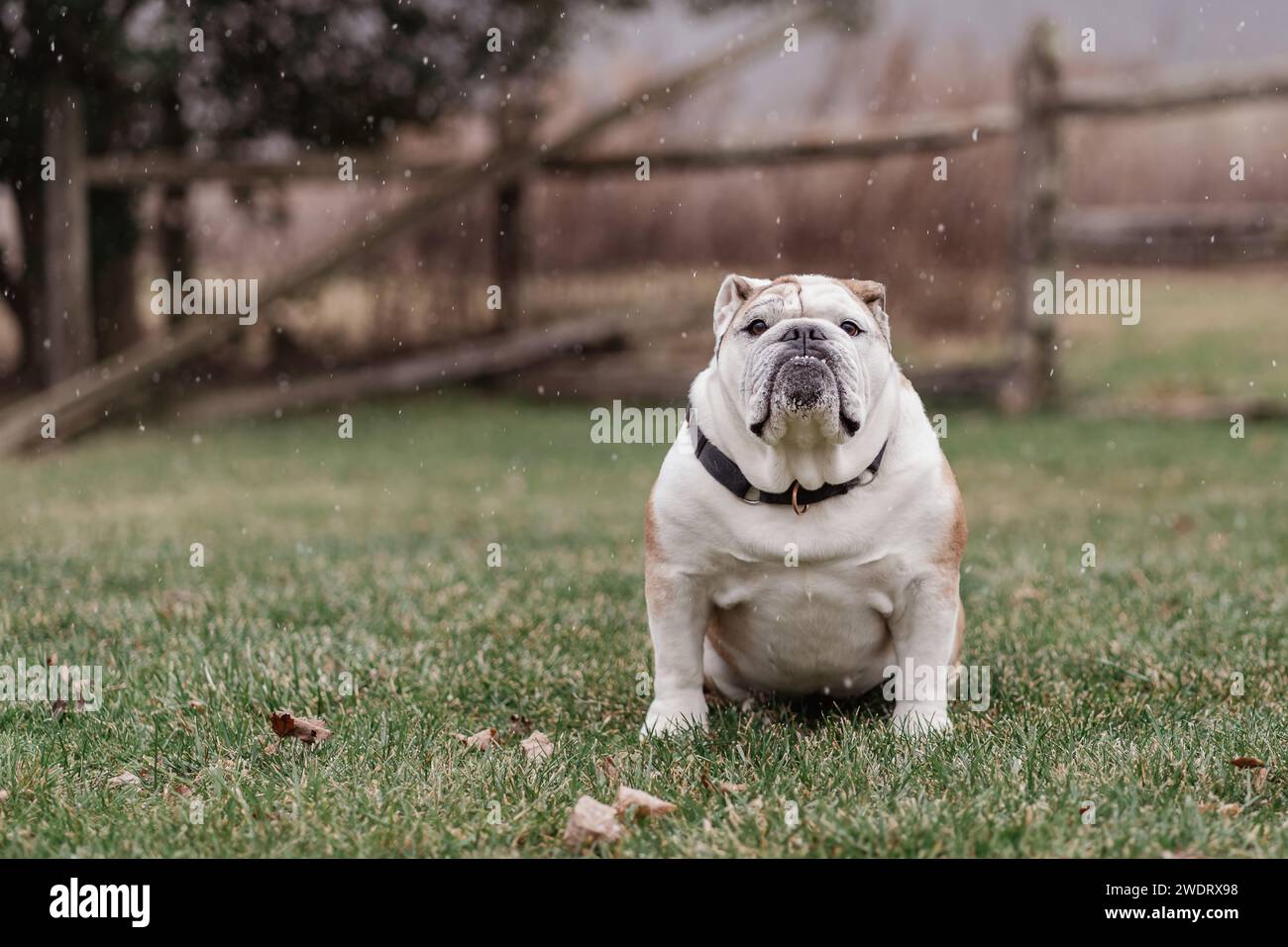English Bulldog Portrait In Rain and Snow in Grass Stock Photo - Alamy