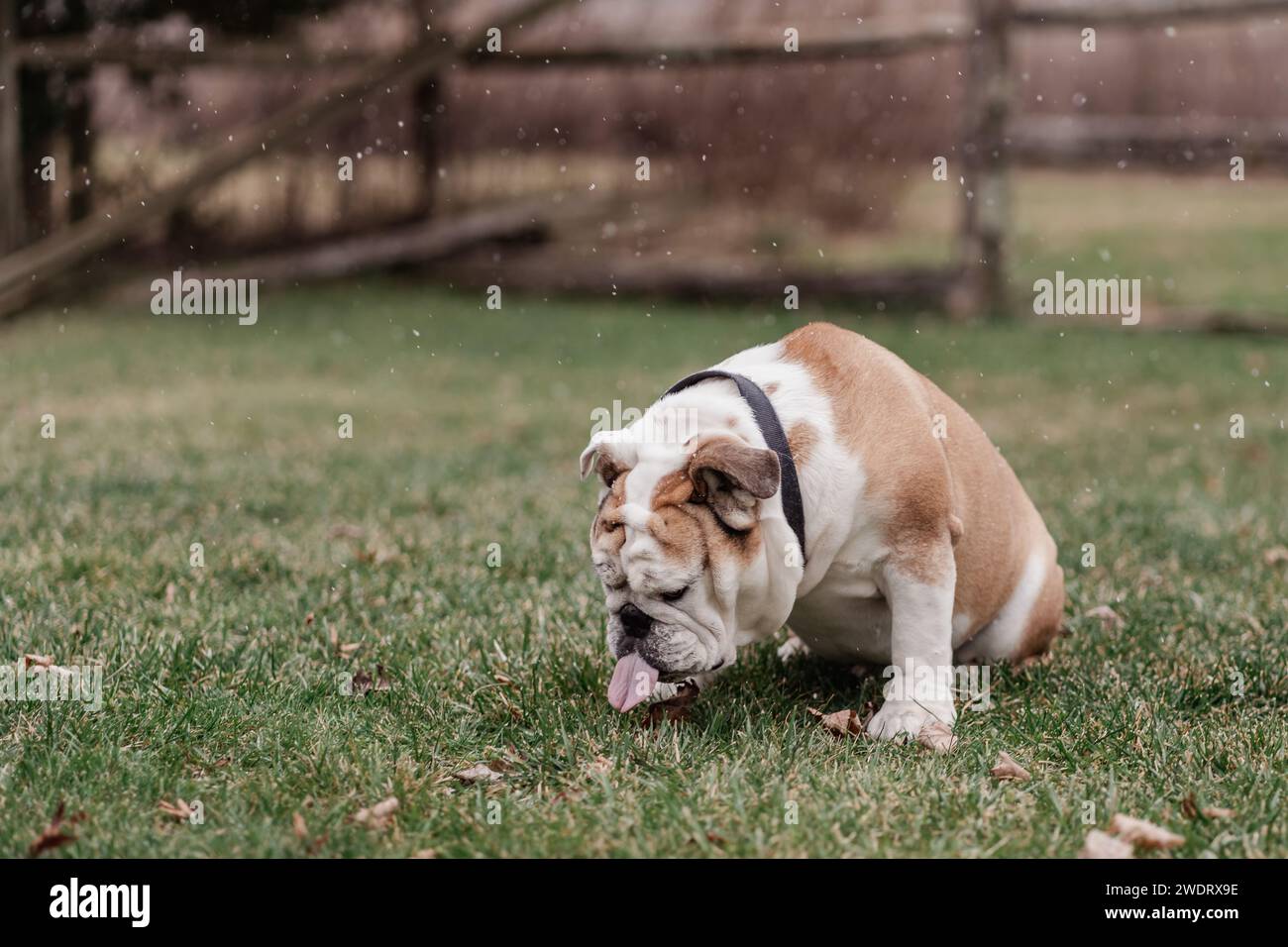 English Bulldog Licking Rain Snow Snow in Grass Stock Photo - Alamy