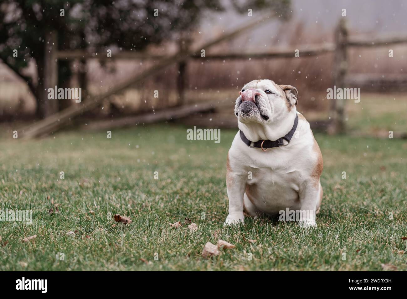 English Bulldog Licking Rain Snow Snow in Grass Stock Photo - Alamy