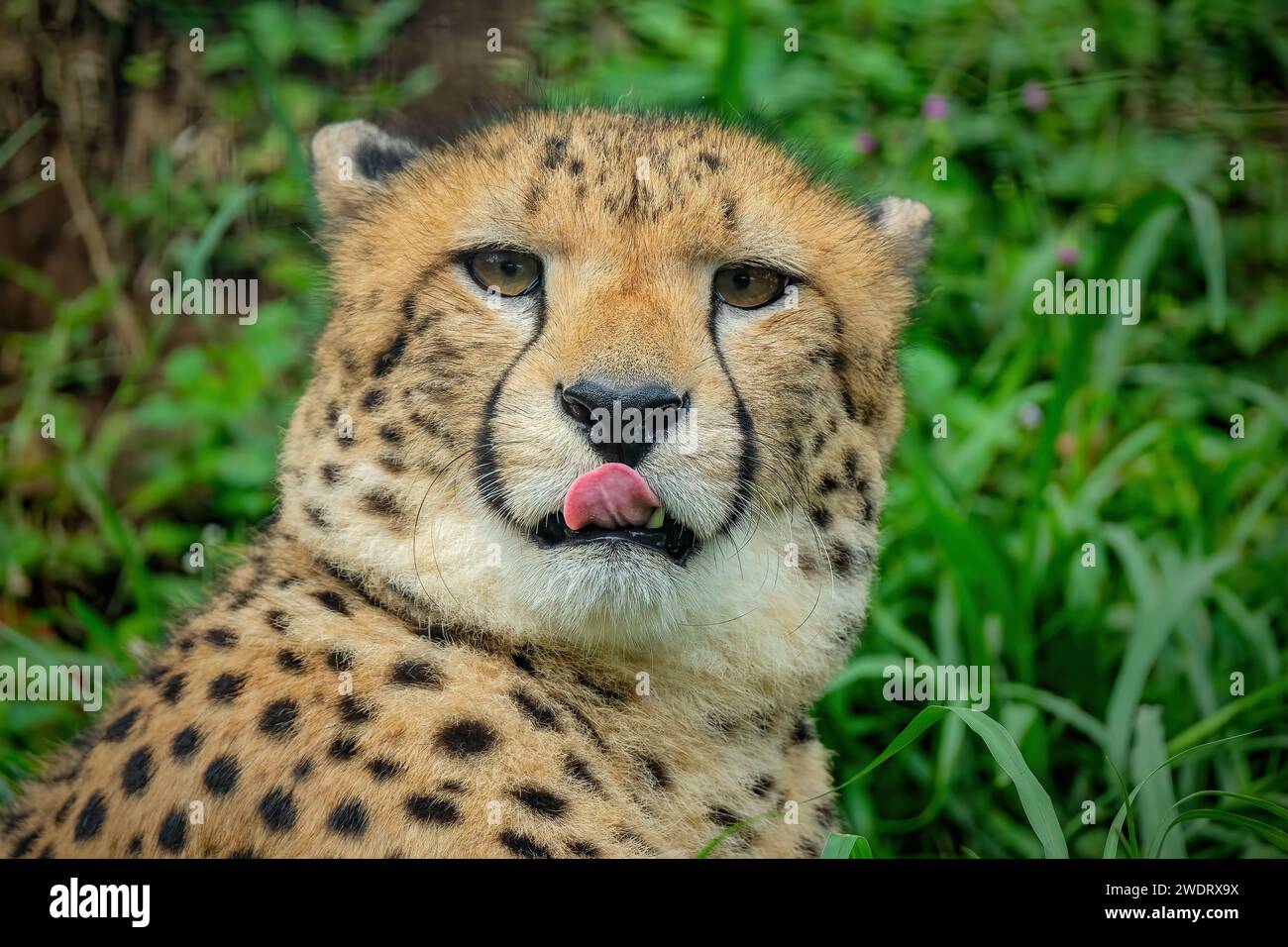 Cheetah face in the grass Stock Photo - Alamy