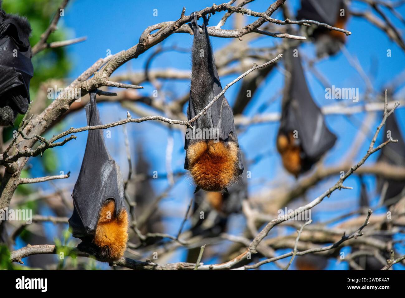The grey-headed flying fox (Pteropus poliocephalus) is a megabat and ...