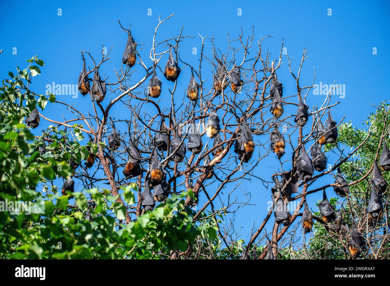 The grey-headed flying fox (Pteropus poliocephalus) is a megabat and ...