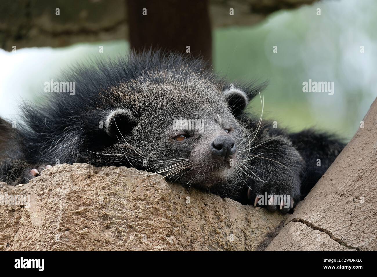 Binturong or bearcat (Arctictis binturong) on a tree Stock Photo - Alamy