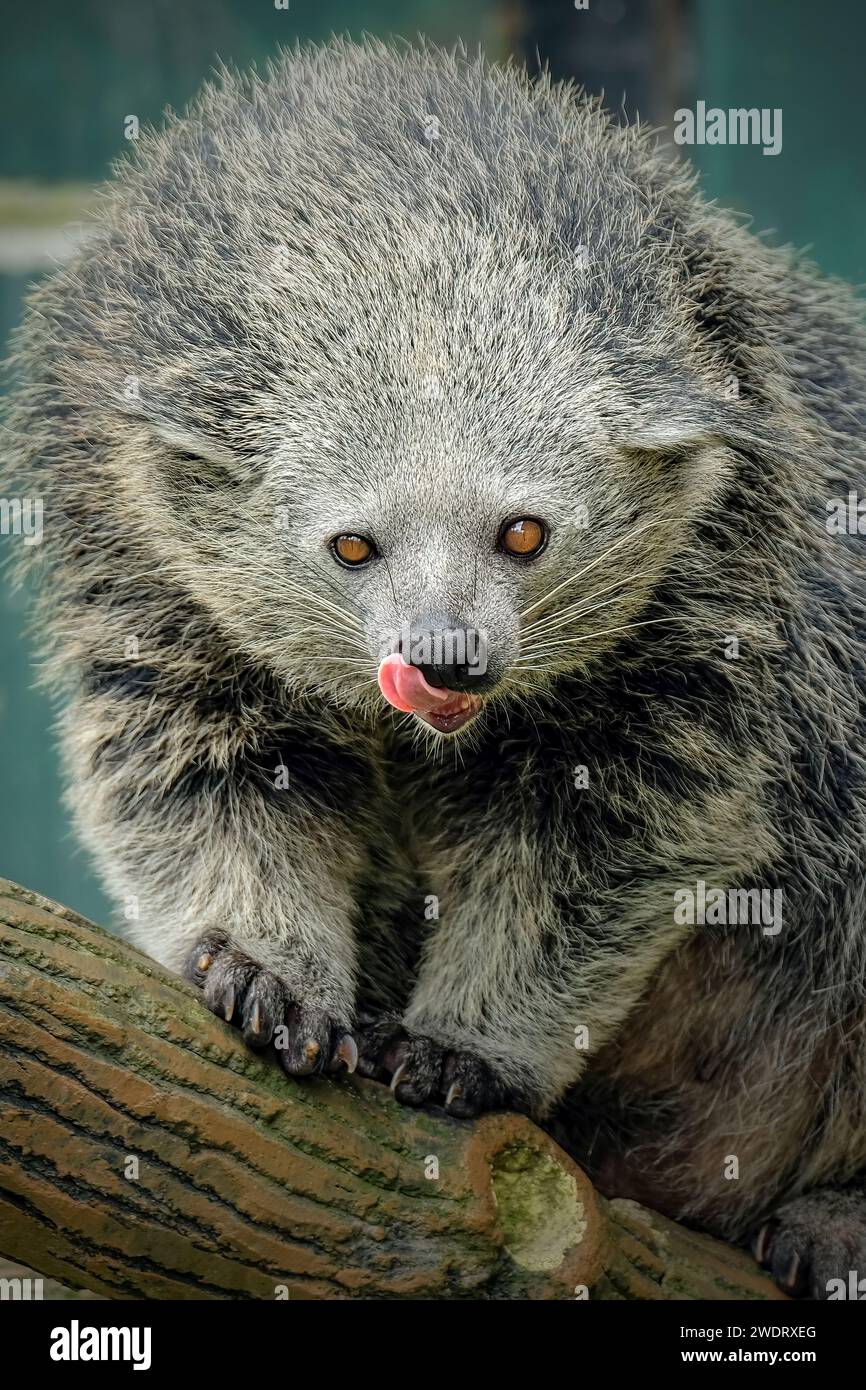 Muangthai hi-res stock photography and images - Alamy