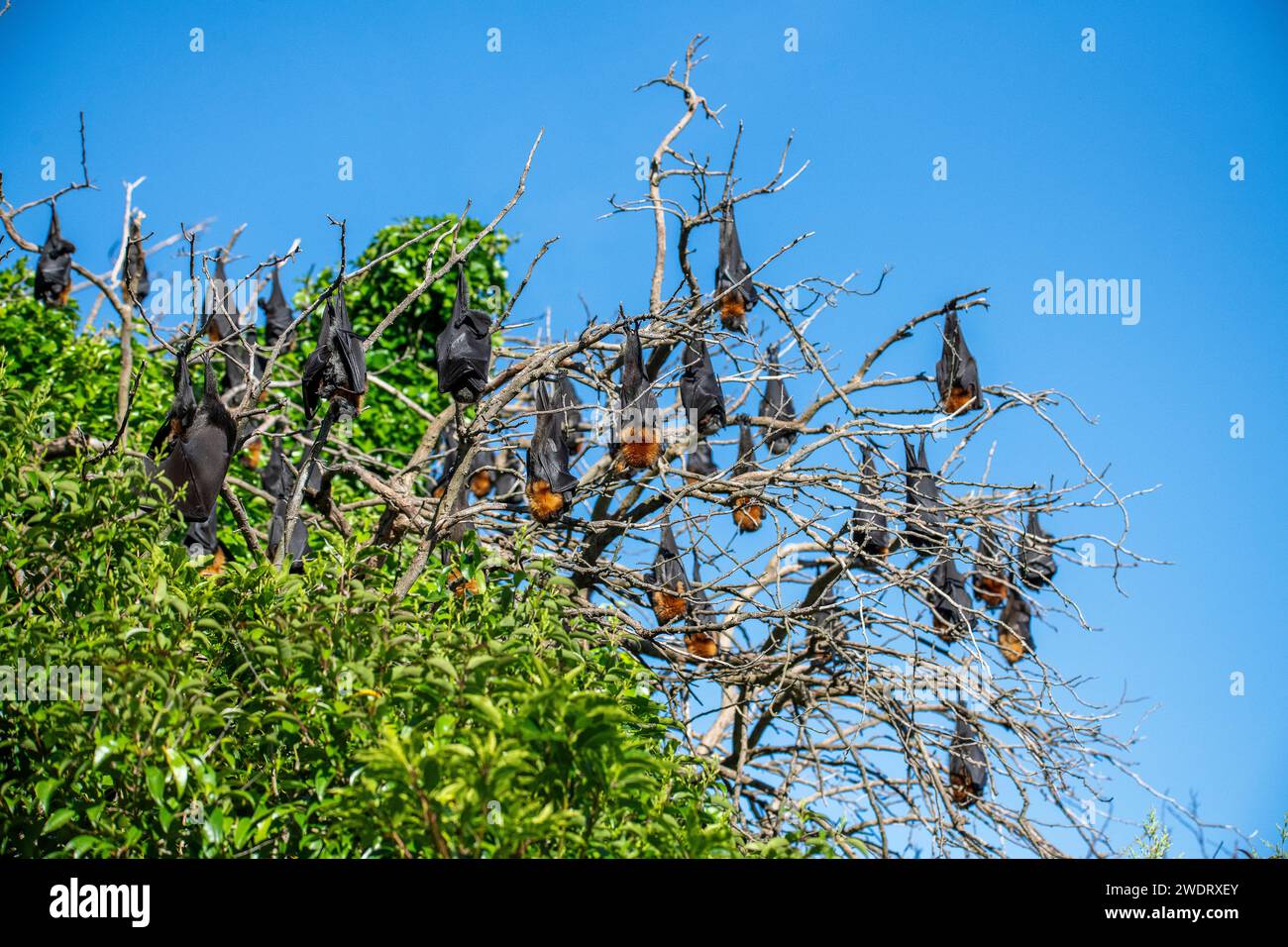 The grey-headed flying fox (Pteropus poliocephalus) is a megabat and ...