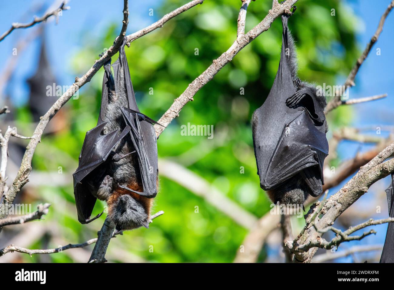 The grey-headed flying fox (Pteropus poliocephalus) is a megabat and ...