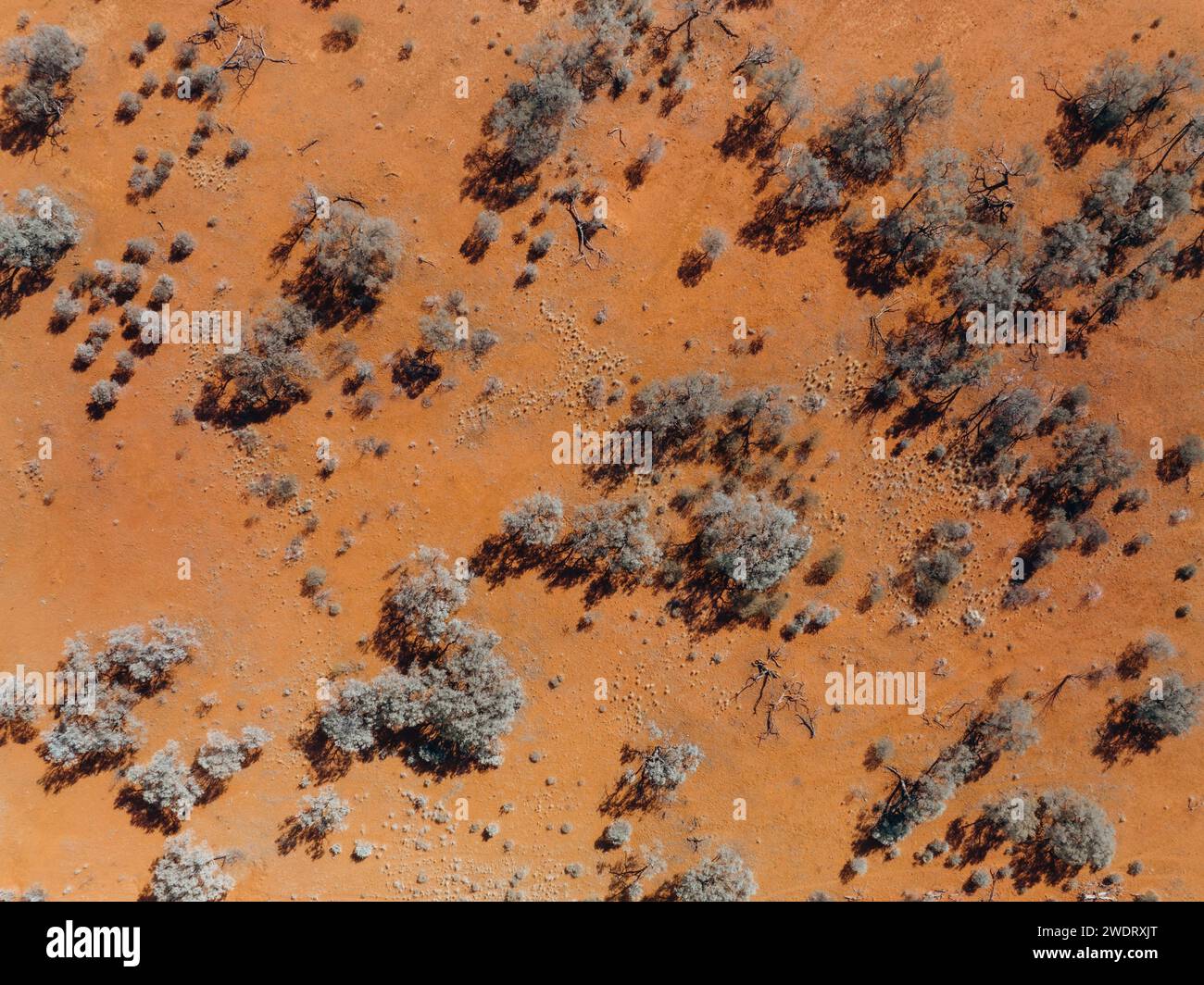 Desert trees aerial hi-res stock photography and images - Alamy