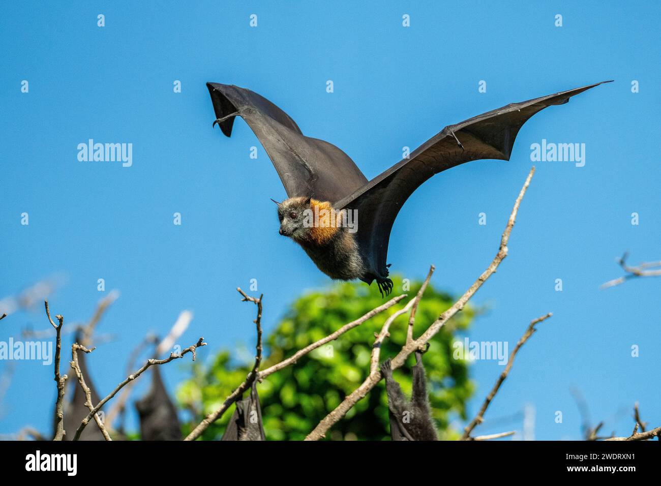 The Grey Headed Flying Fox Pteropus Poliocephalus Is A Megabat And