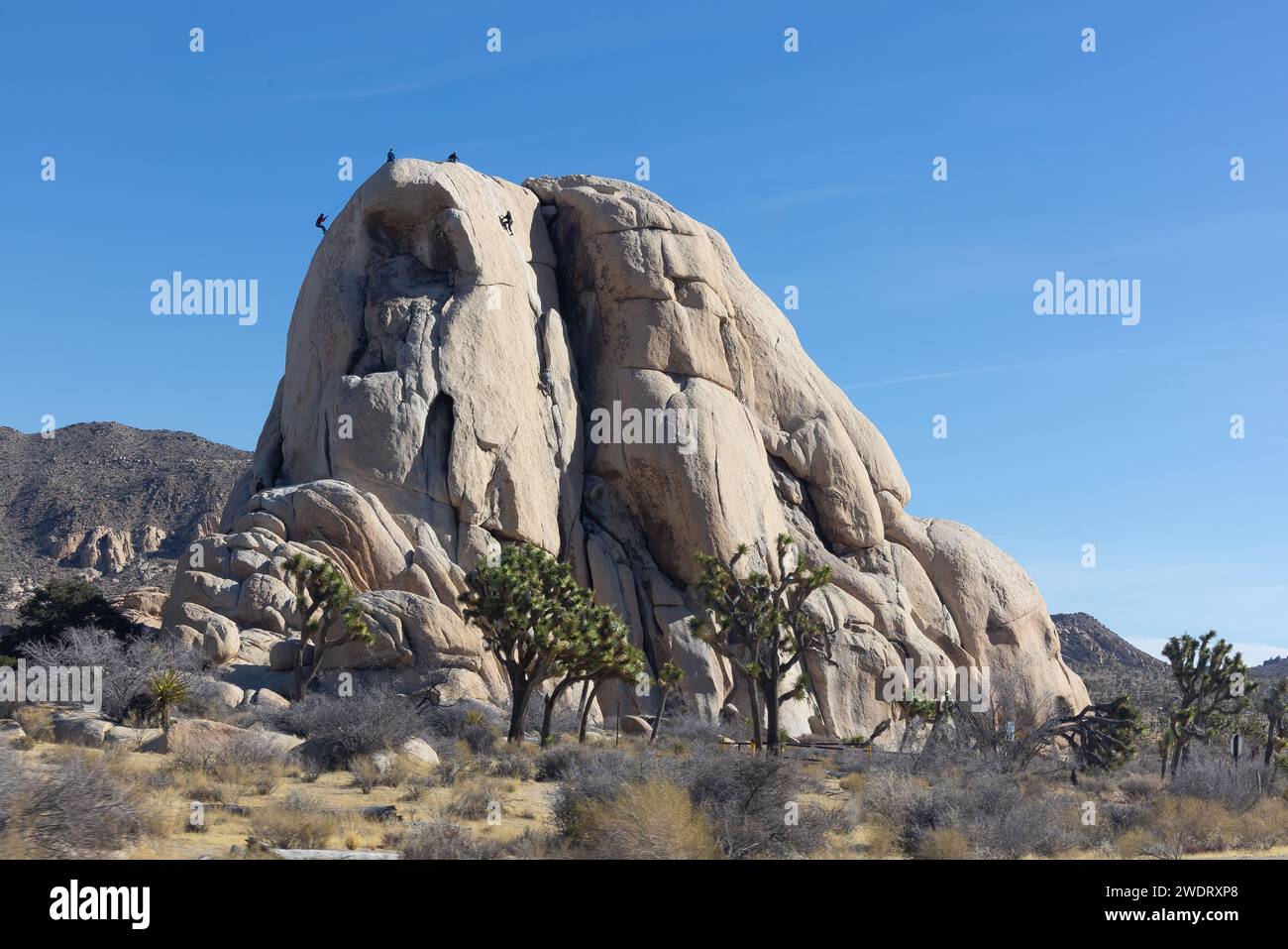 Tree trees usa rock hi-res stock photography and images - Alamy