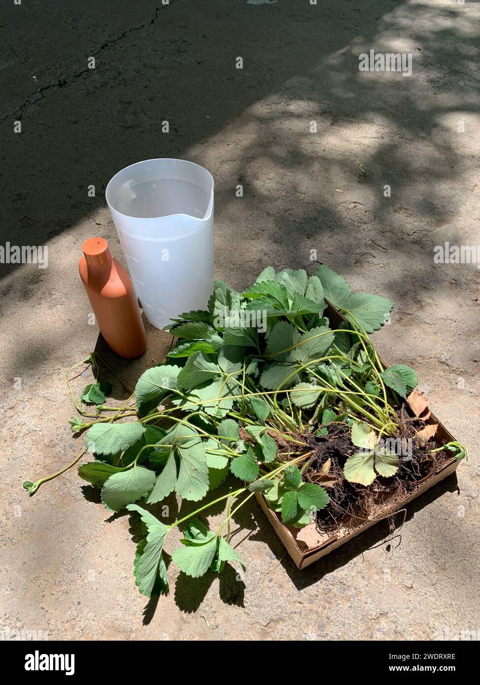 Fresh strawberry plants and organic fertilizer on shaded sidewalk Stock ...