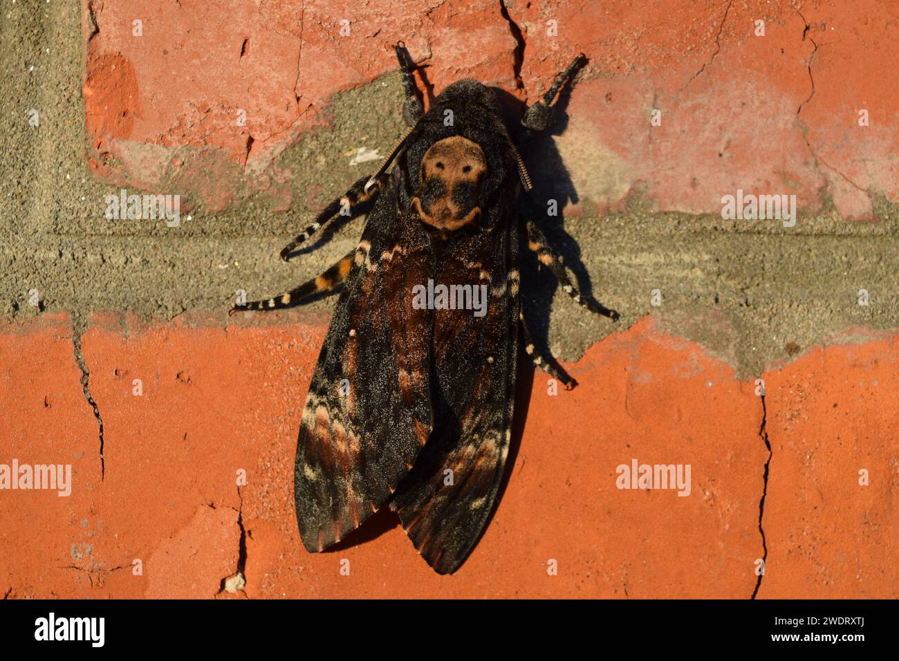 Dead head hi-res stock photography and images - Alamy