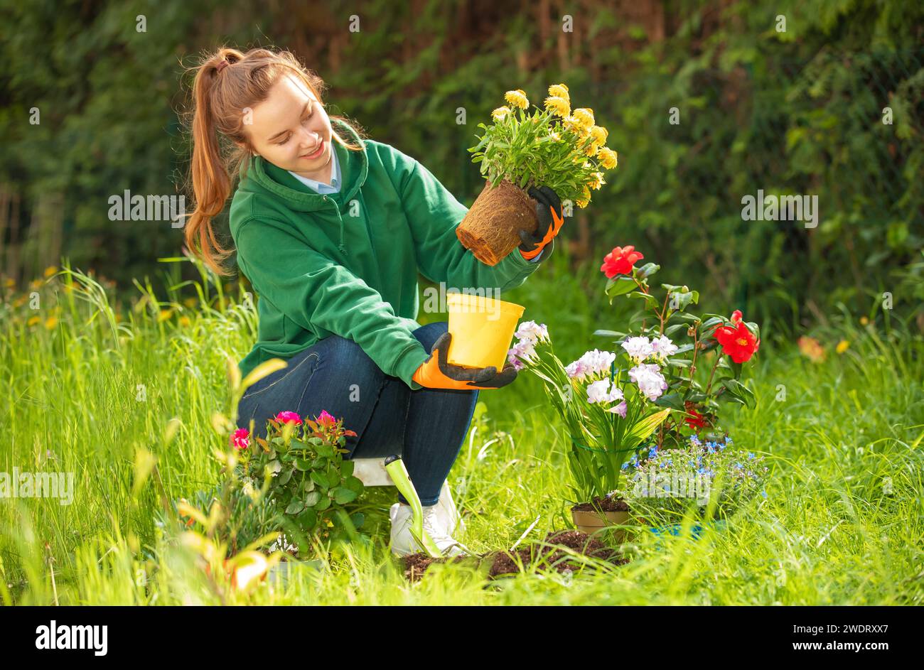 pretty, young woman planting flowers in the soil Stock Photo - Alamy